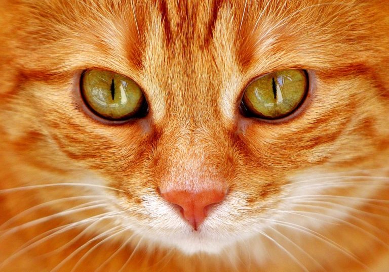 Europäisch Kurzhaar (EKH) Katze – Charakter, Merkmale und Haltung