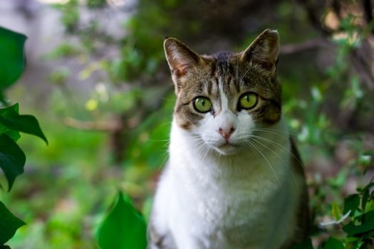 Europäisch Kurzhaar (EKH) Katze – Charakter, Merkmale und Haltung
