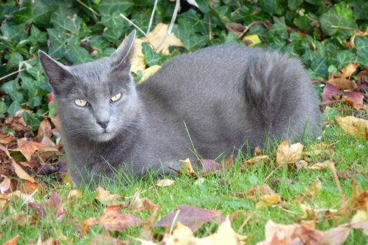Europäisch Kurzhaar (EKH) Katze – Charakter, Merkmale und Haltung
