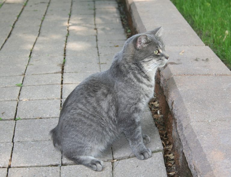 Europäisch Kurzhaar (EKH) Katze – Charakter, Merkmale und Haltung