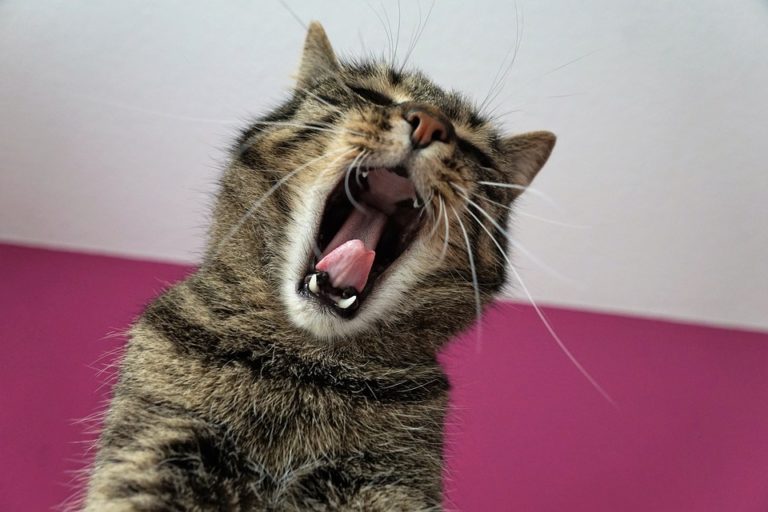 Europäisch Kurzhaar (EKH) Katze – Charakter, Merkmale und Haltung