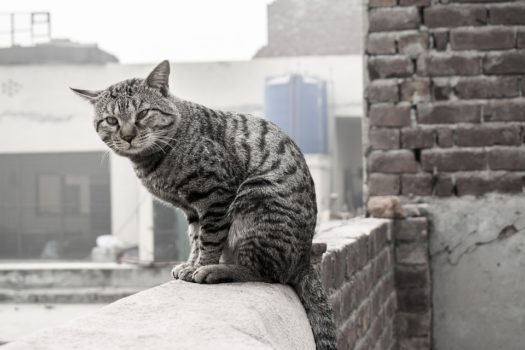 Europäisch Kurzhaar (EKH) Katze – Charakter, Merkmale und Haltung