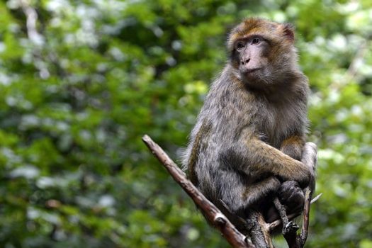 Zwergseidenäffchen – Haltung, Merkmale & Lebensweise vom Mini Affe