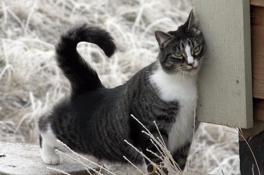 Scottish Fold Shorthair Katze – Charakter, Merkmale und Haltung