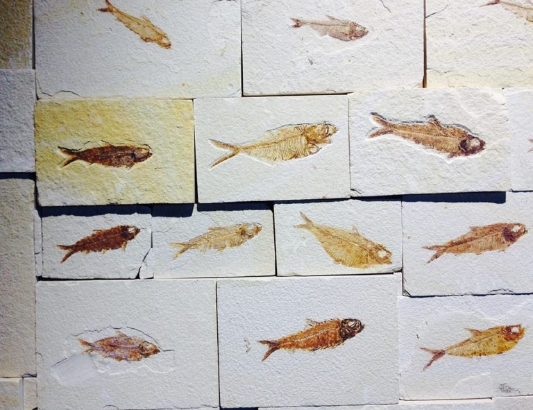 Evolution der Fische und Urzeit-Fische heute