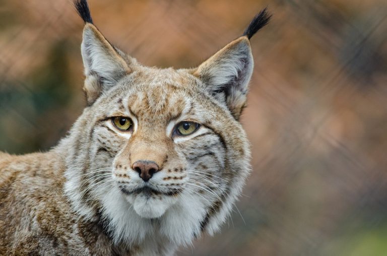 Luchs – Lebensraum und Besonderheiten
