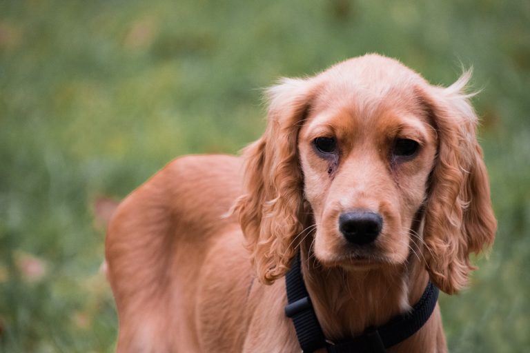 Amerikanischer Cocker Spaniel – Charakter, Merkmale und Lebensdauer
