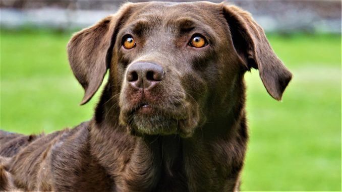 Labrador Retriever - Wesen & Lebenserwartung der Hunderasse