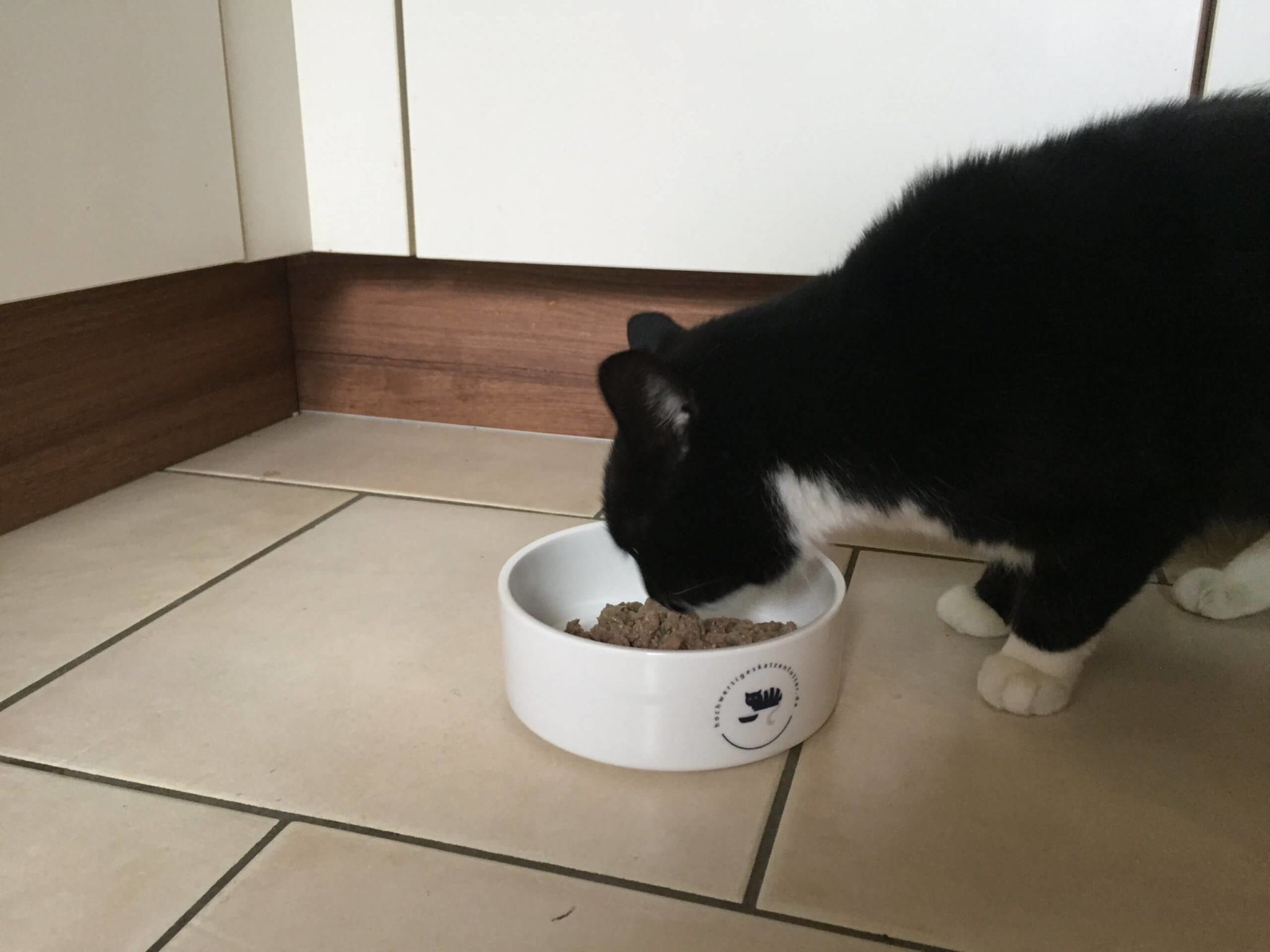 Der beste Test für hochwertiges Katzenfutter - Finden Sie das perfekte ...