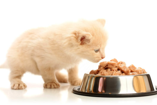 Was essen Katzen? | Tiere Online