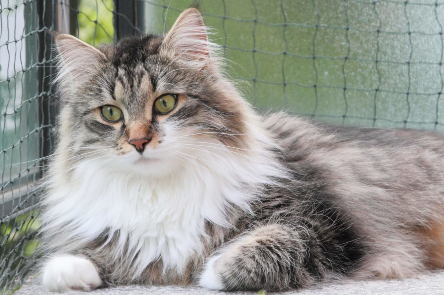 Wie viele Haare hat eine Katze? | Tiere Online